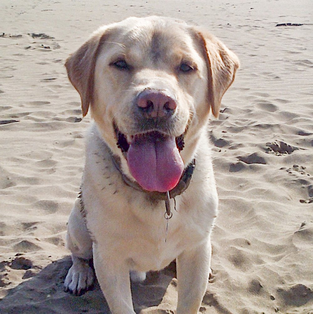 The Golden Labrador Who Keeps on Giving | Good Info Net