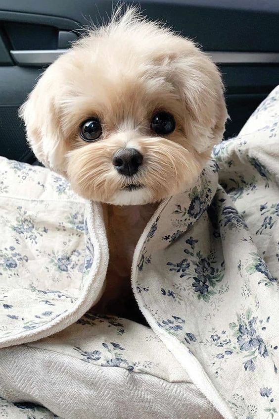 Why Dogs Are So Cute Good Info Net Why Dogs Are So Cute Good Info Net